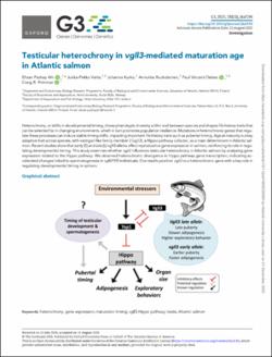 Testicular heterochrony in vgll3-mediated maturation age in Atlantic salmon